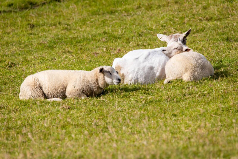 Happy Sheep and Lamb Laying on the Grass in Summer Stock Image - Image ...
