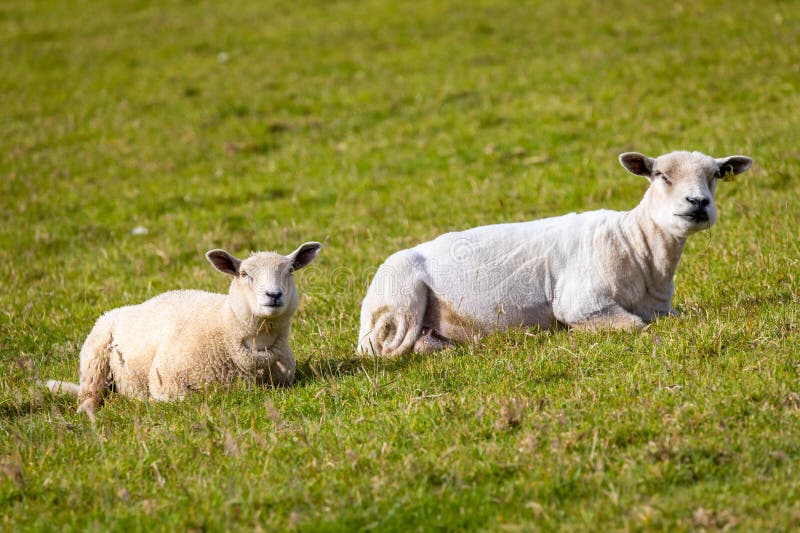 Happy Sheep and Lamb Laying on the Grass in Summer Stock Photo - Image ...