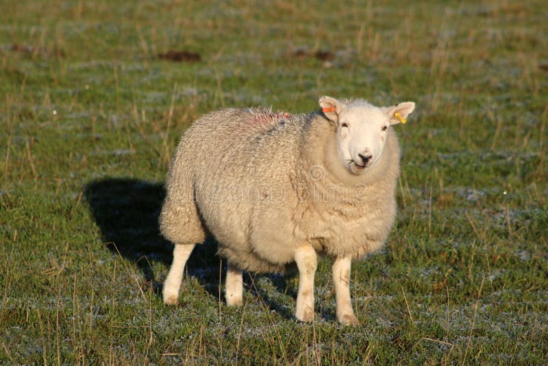 Happy Sheep Looking at Camera Amusing Expression Stock Image - Image of ...