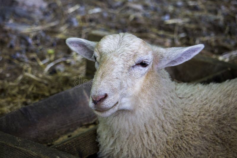 Happy sheep in farm stock image. Image of animals, smile - 34160553