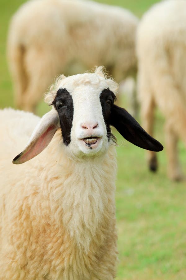 Happy sheep with smile stock photo. Image of sheep, field - 17281026