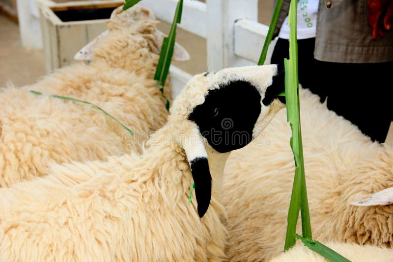 Happy sheep stock image. Image of eating, look, herd - 65306907