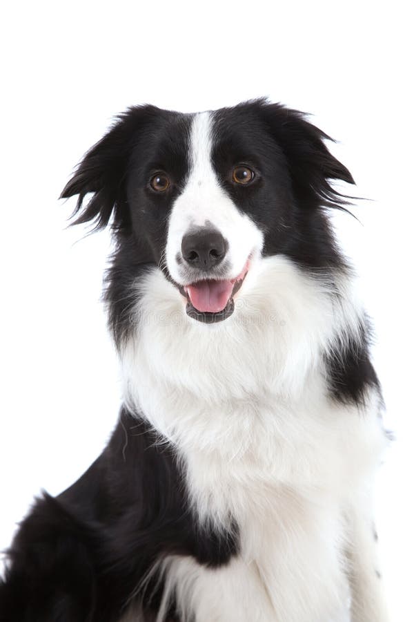 Happy dog stock photo. Image of curious, listening, happiness - 11927498