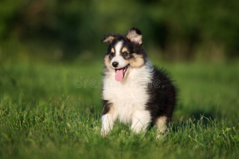 Happy Sheltie Puppy Outdoors in Summer Stock Photo - Image of animal ...