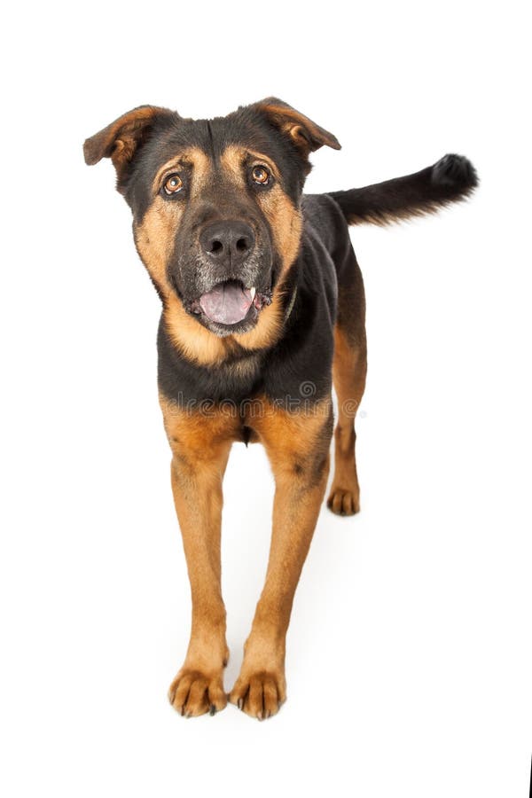 Happy Shepherd Cross Dog stock photo. Image of domestic - 48082024