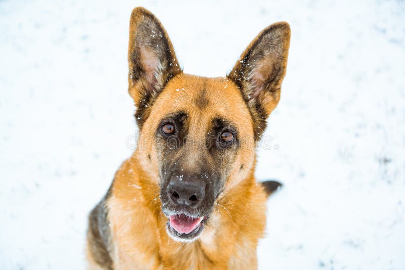 Happy Shepherd Dog Looking at Camera Stock Image - Image of shepherd ...
