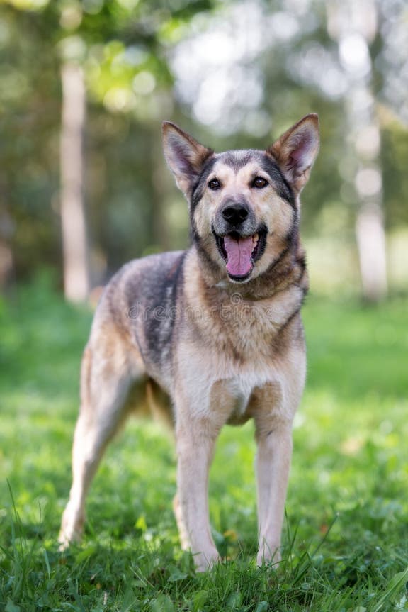 Happy Shepherd Mix Dog Posing Outdoors Stock Image - Image of canine ...