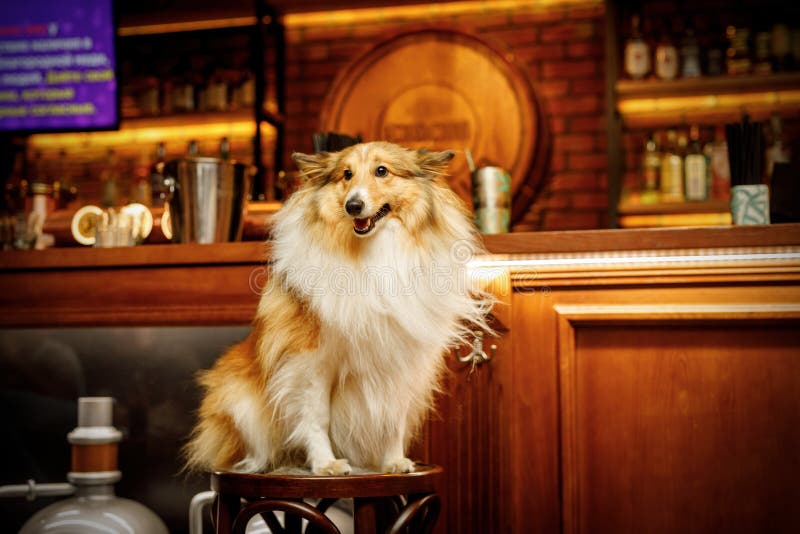 Happy Shetland Sheepdog in Dog-friendly Bar. Stock Photo - Image of ...