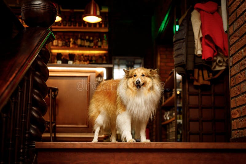 Happy Shetland Sheepdog in Dog-friendly Bar. Stock Photo - Image of ...