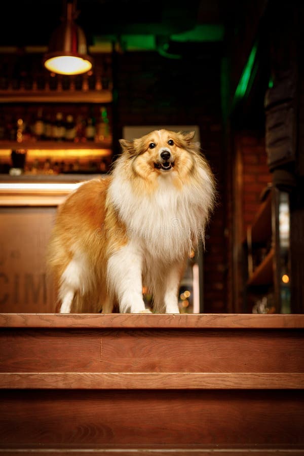 Happy Shetland Sheepdog in Dog-friendly Bar. Stock Photo - Image of ...