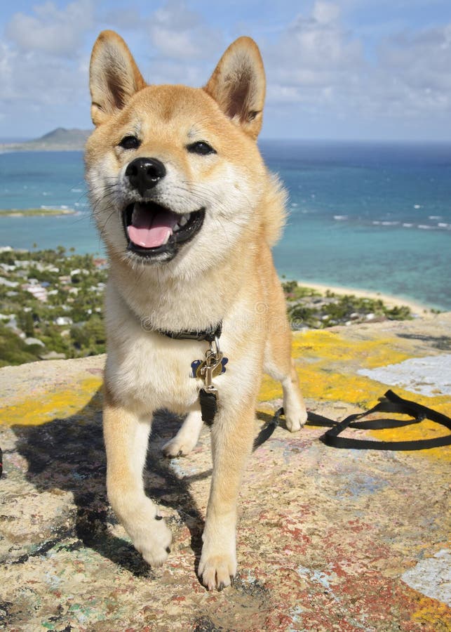 Shiba Inu on a Hiking Trail Stock Image - Image of crazy, shiba: 24566241