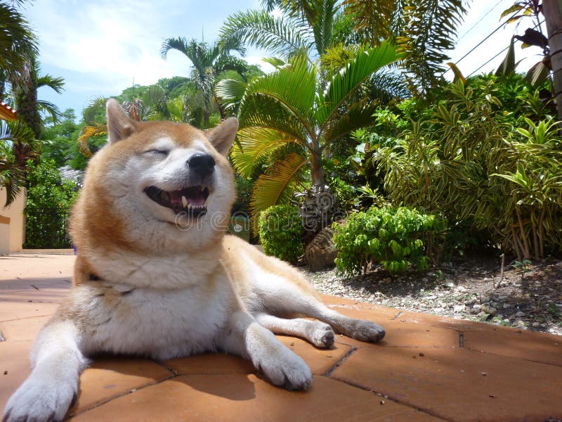 Happy Shiba stock image. Image of shiba, happy, smiling - 49847773