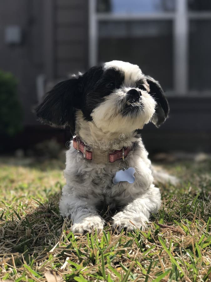 Happy Shitzu Pup stock image. Image of black, havanese - 96061981