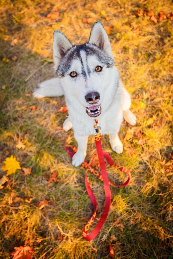 Happy Siberian Husky Smiling into Camera Stock Image - Image of humour ...