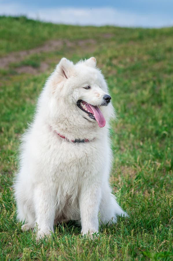 Happy Siberian Samoyed Husky in Park on Summer Grass Stock Photo ...
