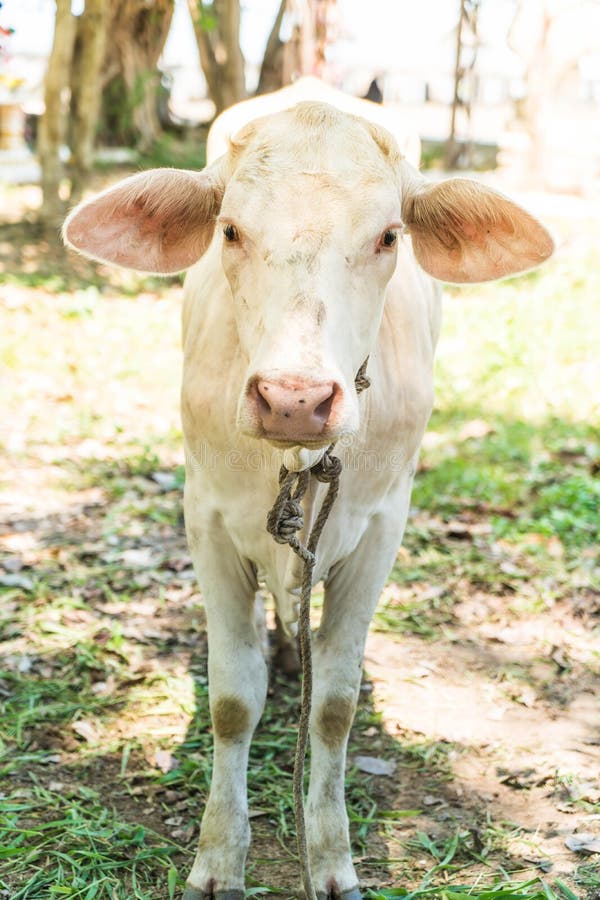 Happy single cow stock image. Image of farm, cows, face - 103909681