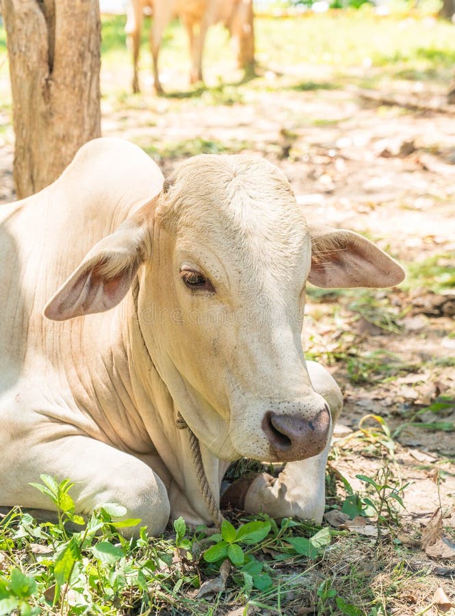 Happy single cow stock image. Image of mammal, healthy - 120818763