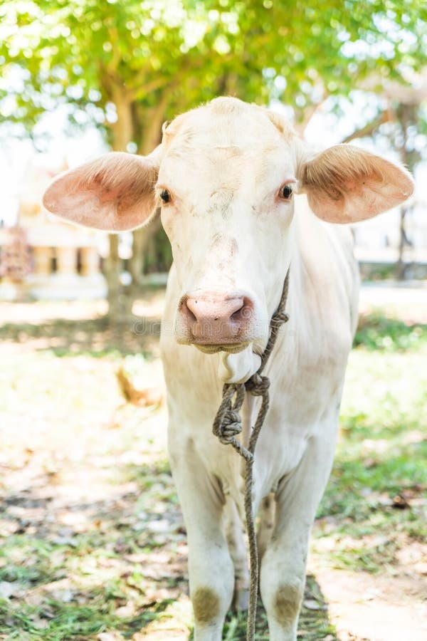 Happy single cow stock image. Image of farm, cows, face - 103909681