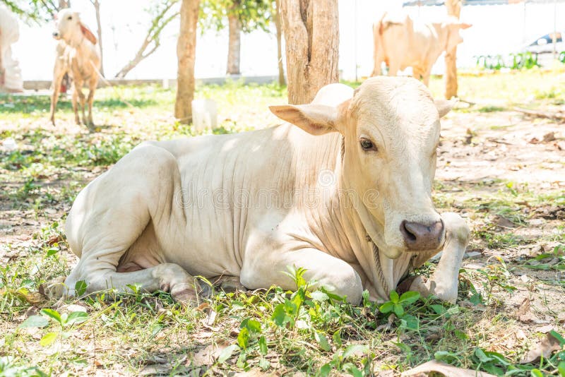 Happy single cow stock image. Image of nature, calf, mammal - 98909493