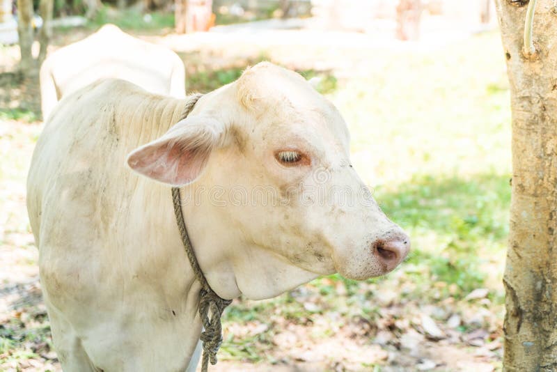 Happy single cow stock image. Image of dairy, happy, animal - 99409919