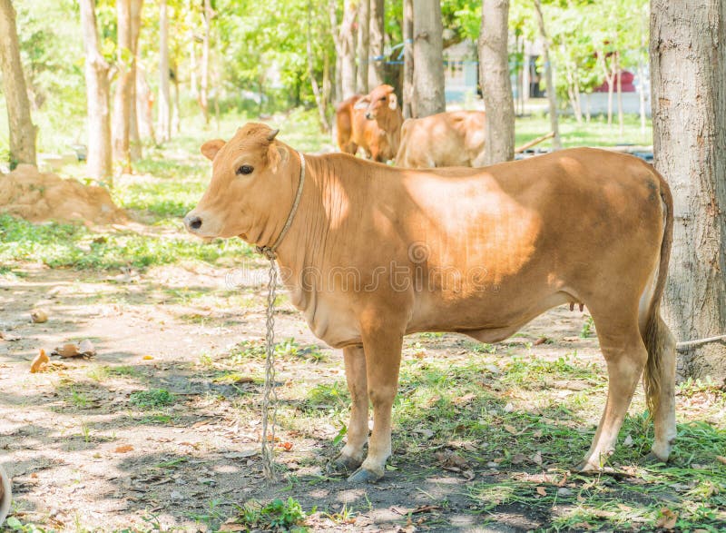 Happy single cow stock image. Image of happy, farm, healthy - 98664469
