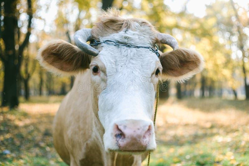 Happy Single Cow on a Meadow during Sunset. Stock Photo - Image of milk ...