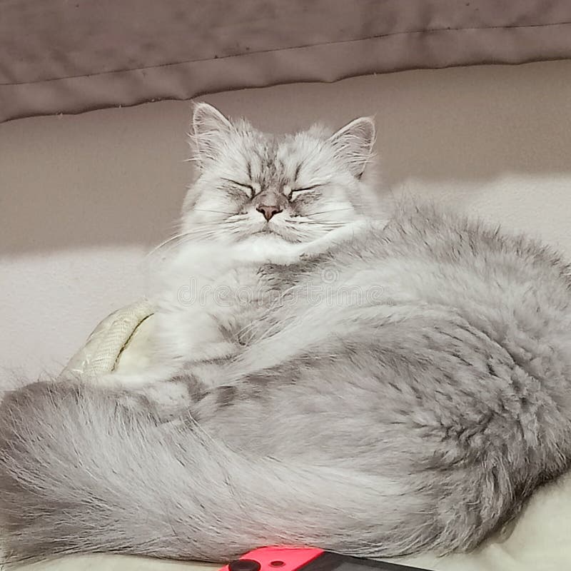 Happy Sleeping Cat stock photo. Image of persia, sleeping - 273071236