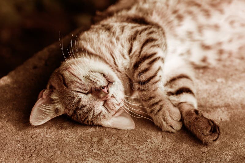 Happy sleeping cat stock photo. Image of portrait, happy - 82731104