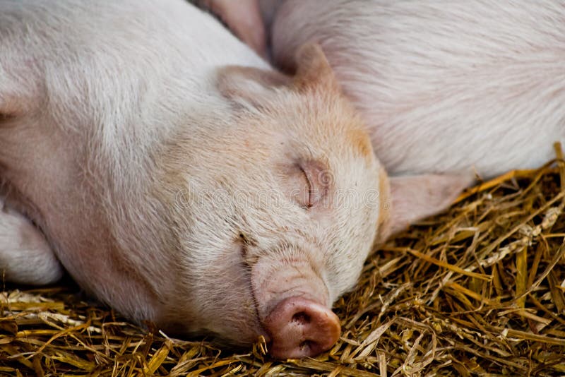 Happy sleeping piglet stock image. Image of young, meat - 27130055
