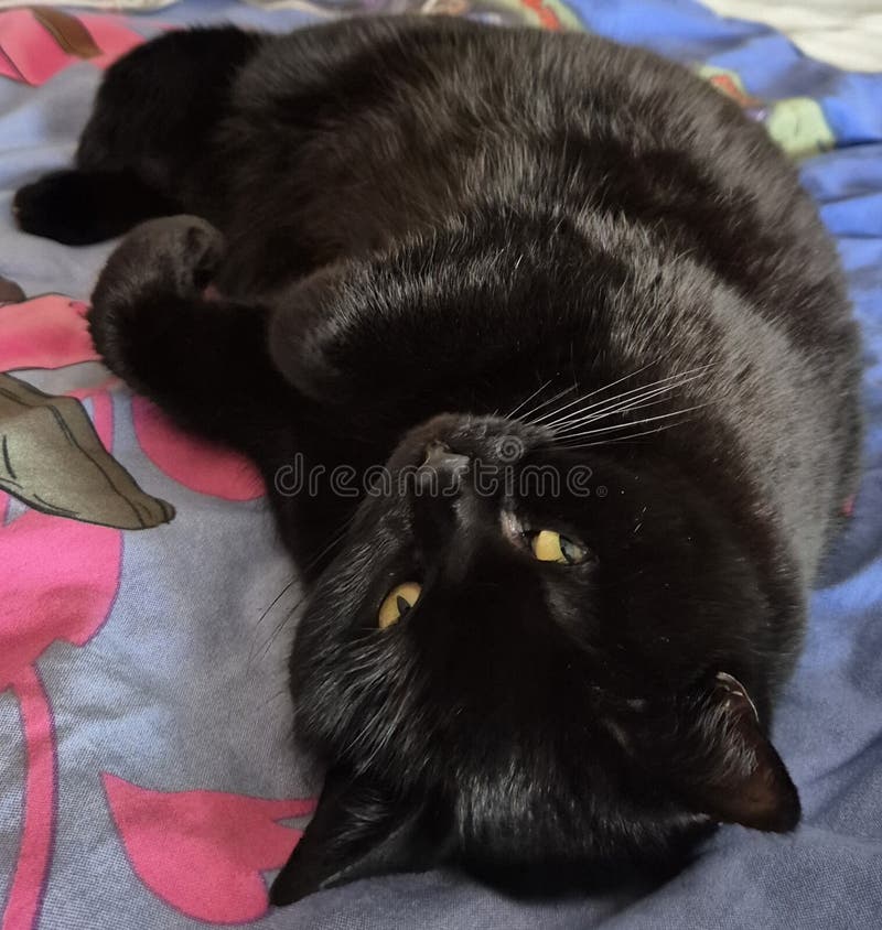 Happy Sleepy Black Fat Cat stock image. Image of happy - 362340607