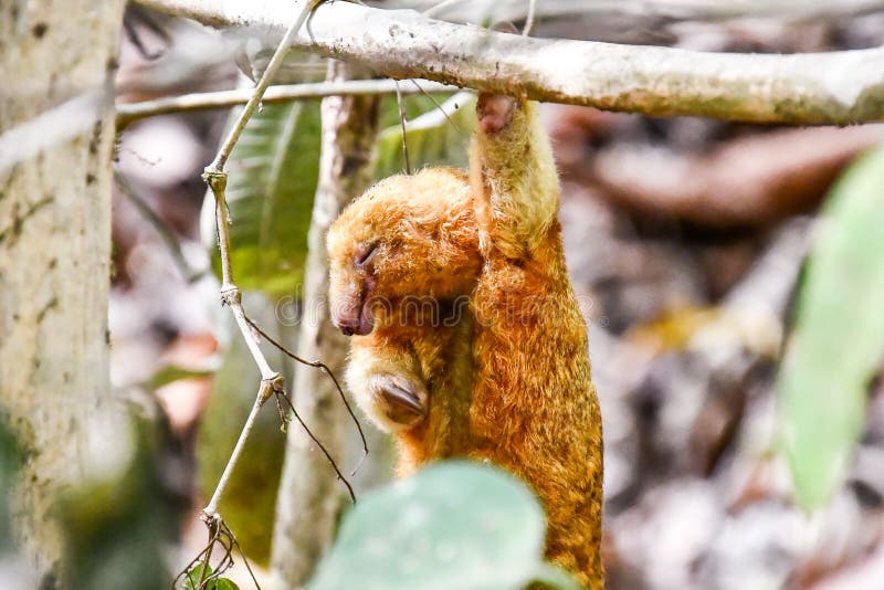 Happy sloth stock photo. Image of brown, america, tree - 49063444