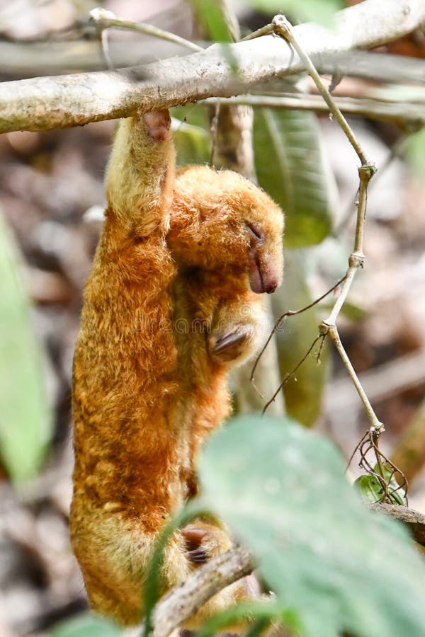 Happy Sloth Hanging on the Tree 库存照片 - 图片 包括有 改良, 结构树: 168176120