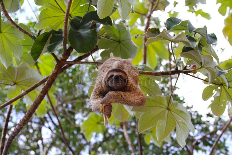 Happy sloth stock photo. Image of tree, moving, animal - 49063562
