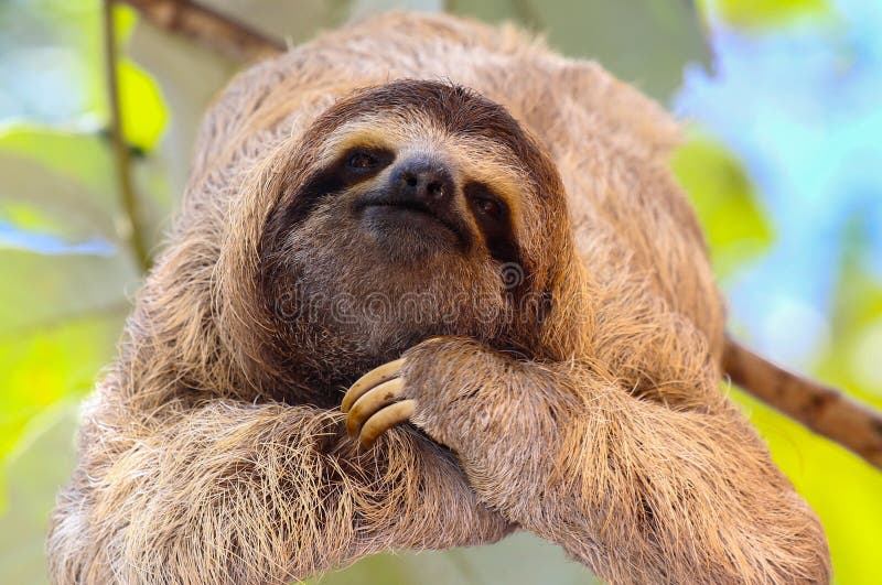 Happy sloth stock photo. Image of tree, moving, animal - 49063562