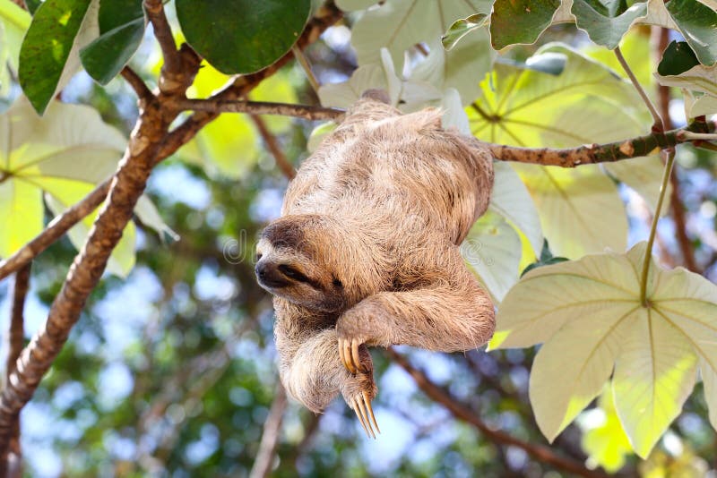 Happy sloth stock photo. Image of tree, moving, animal - 49063562