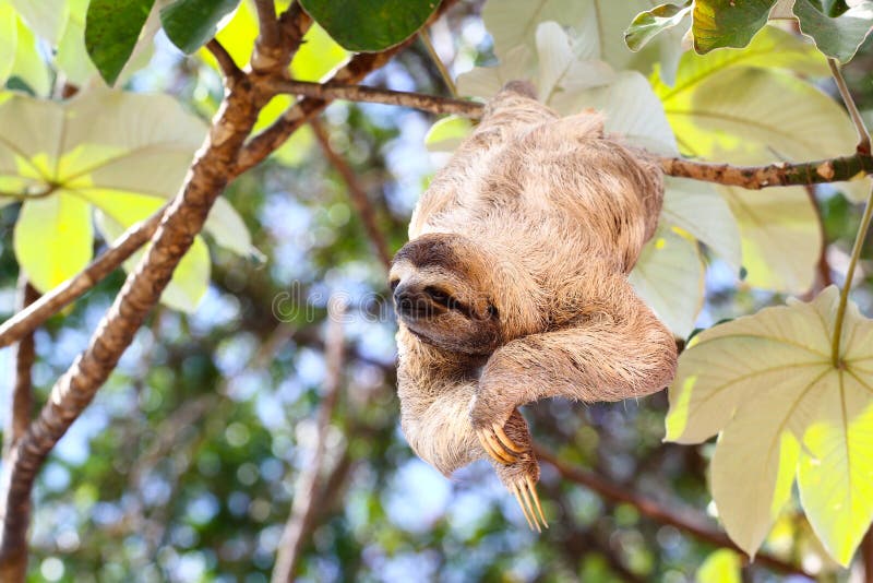 Happy sloth stock photo. Image of tree, moving, animal - 49063562