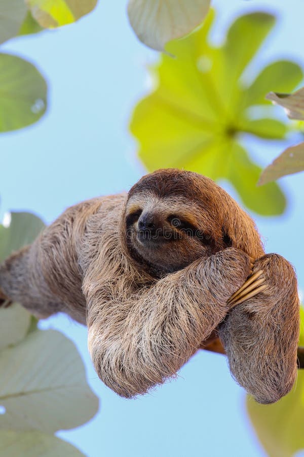 Happy sloth stock photo. Image of tree, moving, animal - 49063562