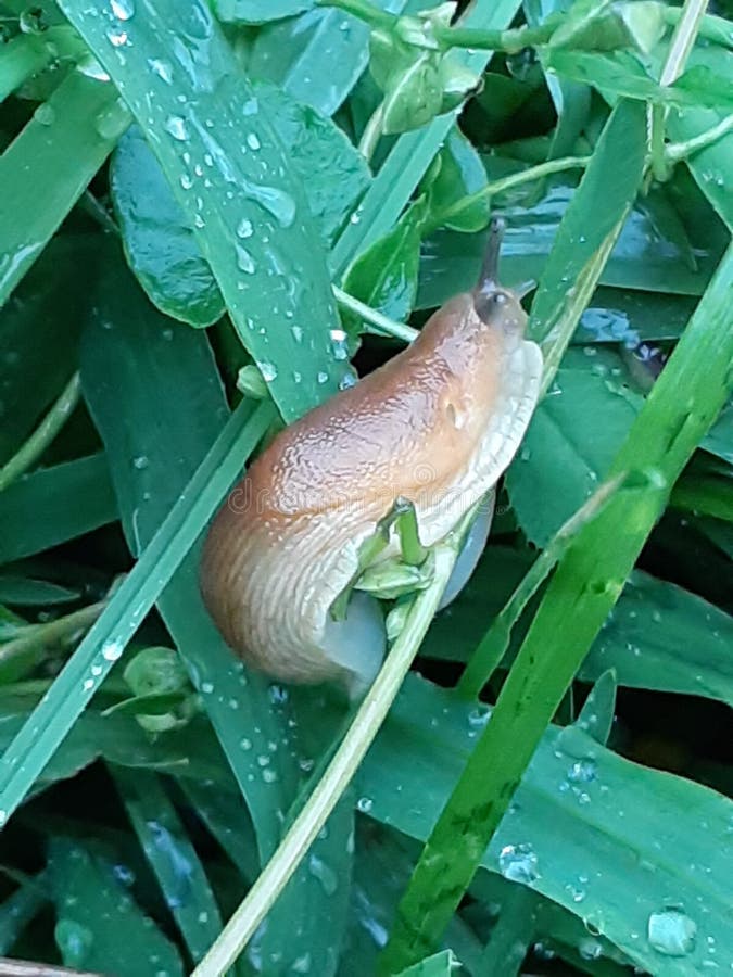 Slug in Green Grass stock image. Image of food, amphibian - 234018187