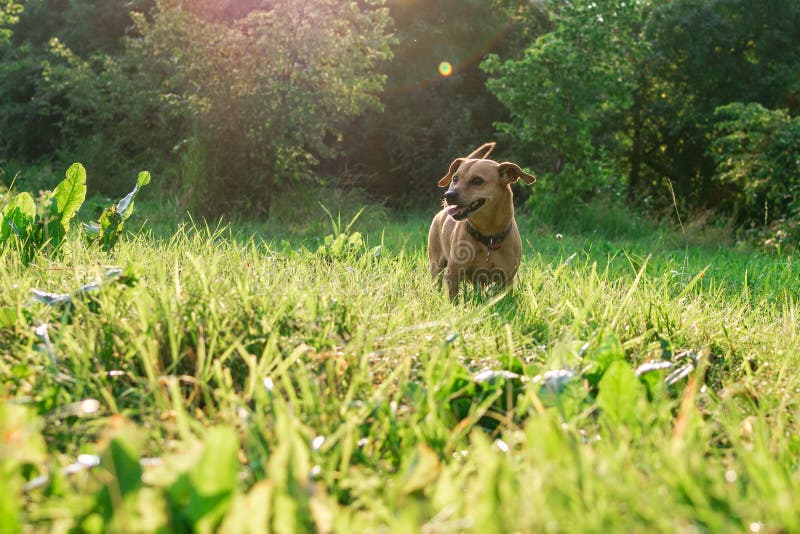 Happy Small Dog is Running on a Grass in Park in Sunshine Stock Photo ...