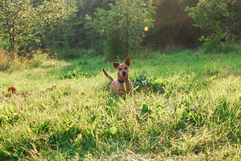 Happy Small Dog is Running on a Grass in Park in Sunshine Stock Photo ...