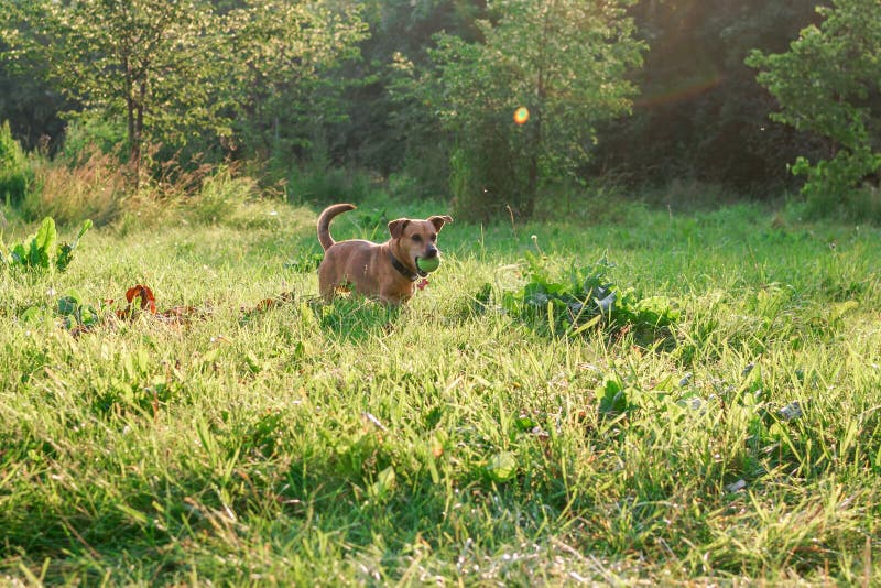 Happy Small Dog is Running on a Grass in Park in Sunshine Stock Image ...
