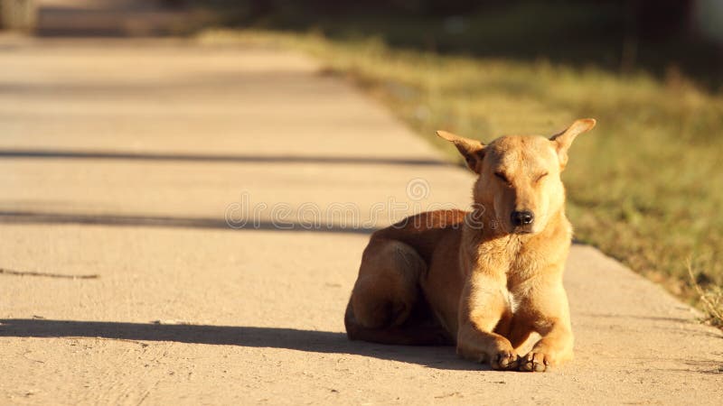 Happy Smile Dog in Warm Morning Light Stock Image - Image of happy ...