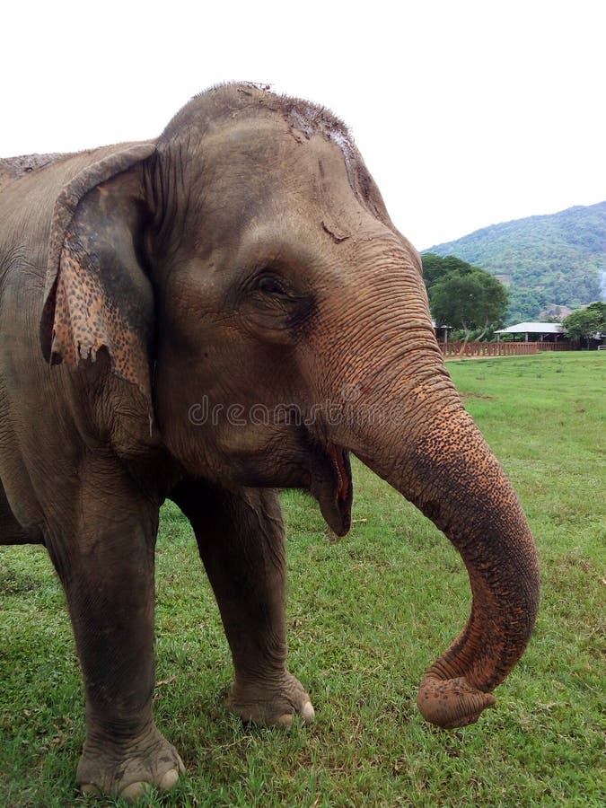 Happy smiley elephant stock image. Image of asia, happy - 72968103