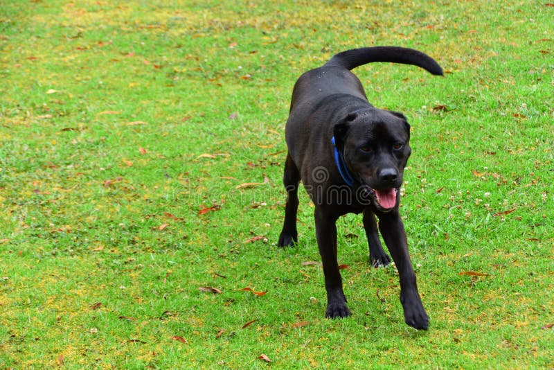 Happy Smiling Black Labrador Stock Photo - Image of grass, domestic ...
