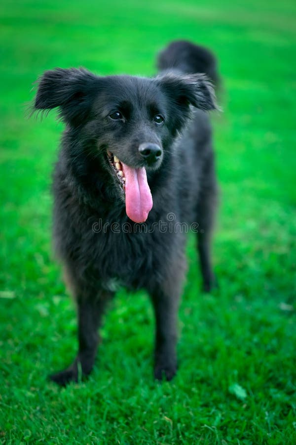 Happy Smiling Dog on the Grass Stock Image - Image of mammal, baby ...