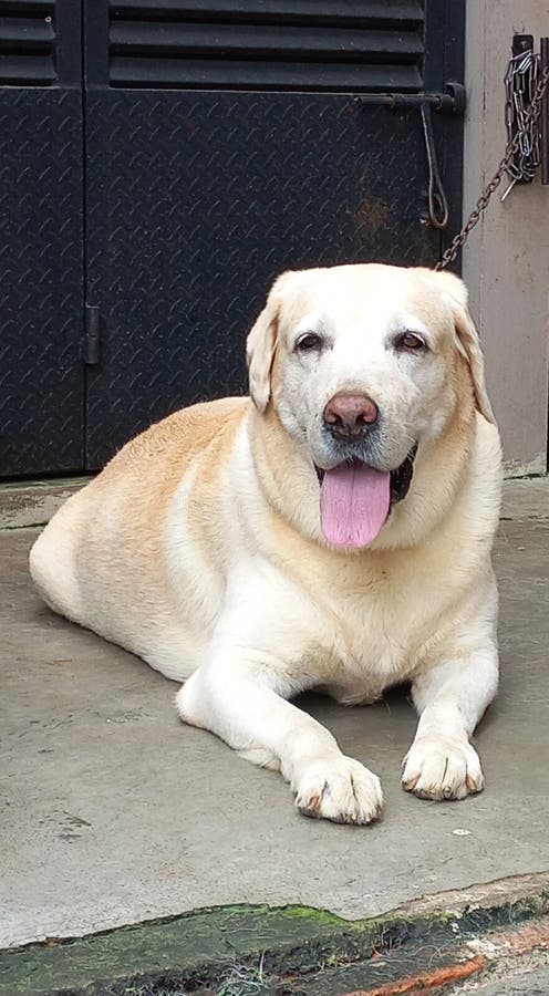 Happy Smiling Dog, Labrador Dog Stock Image - Image of snout, puppy ...