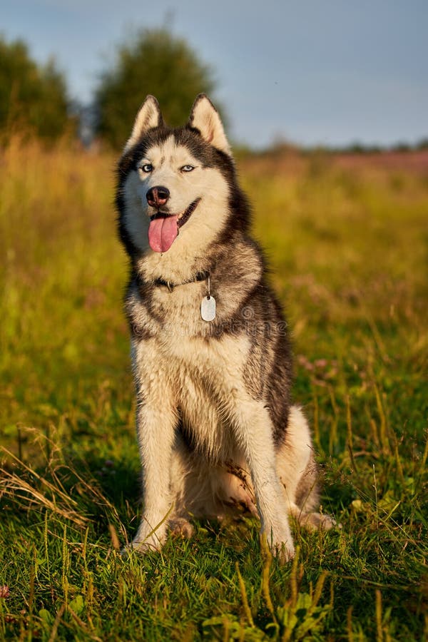 Happy Smiling Face of a Husky Dog Close-up Stock Image - Image of close ...