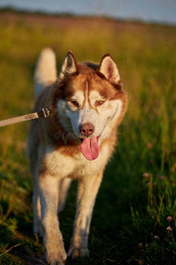 Happy Smiling Face of a Red Husky Dog Close-up Stock Image - Image of ...