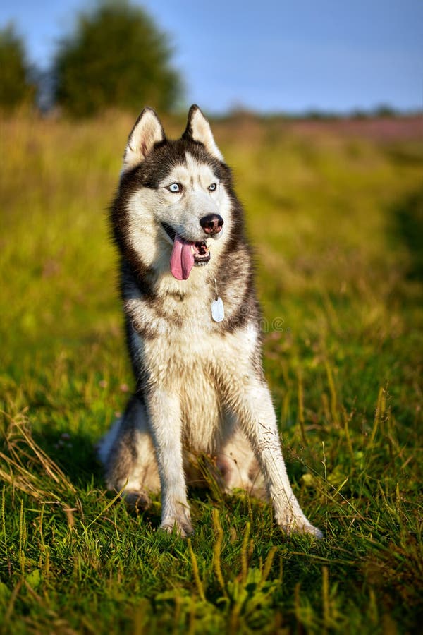 Happy Smiling Face of a Red Husky Dog Close-up Stock Photo - Image of ...