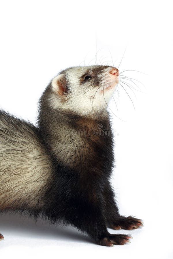 Happy smiling ferret stock photo. Image of fluffy, vertebrate - 29921232